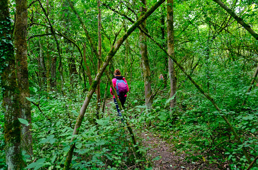 CCP : cours de conception en permaculture - Les Saprophytes